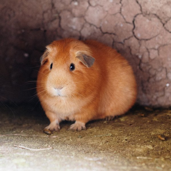 Comida Peruana: 23 pratos e bebidas para experimentar no Peru!